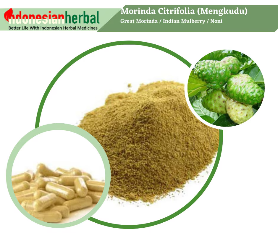 FRESH POWDER Great Morinda Leaves Indian Mulberry Noni Morinda ...