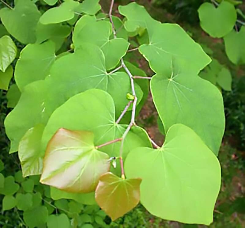 Eastern Red Bud, Cercis Canadensis Tree Seeds (Fast, Hardy, Fall Colors ...