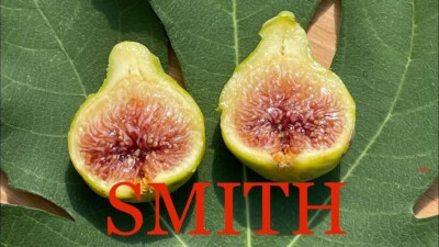 Smith Fig Tree- 2 cuttings for rooting or grafting. | eBay