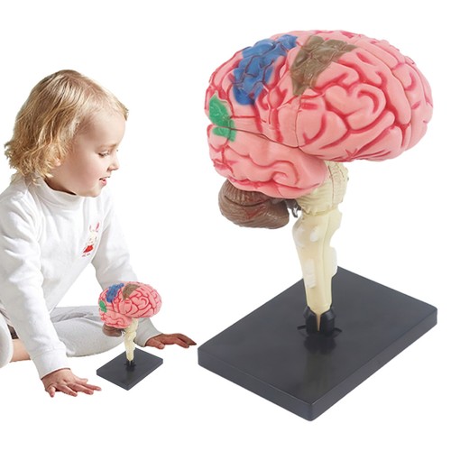 Human Brain Model Anatomy Disassembled Educational Toy for Teaching ...