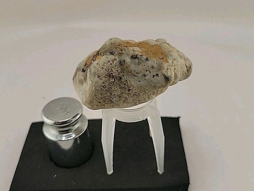Agatized Clam Fossil Perfect Specimen Super Rare | eBay