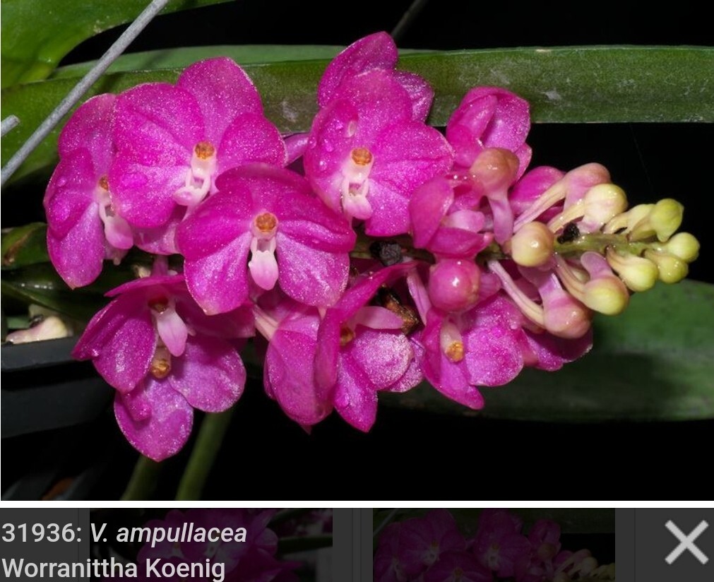 Vanda ampullaceum. Miniature compact vanda orchid species. | eBay