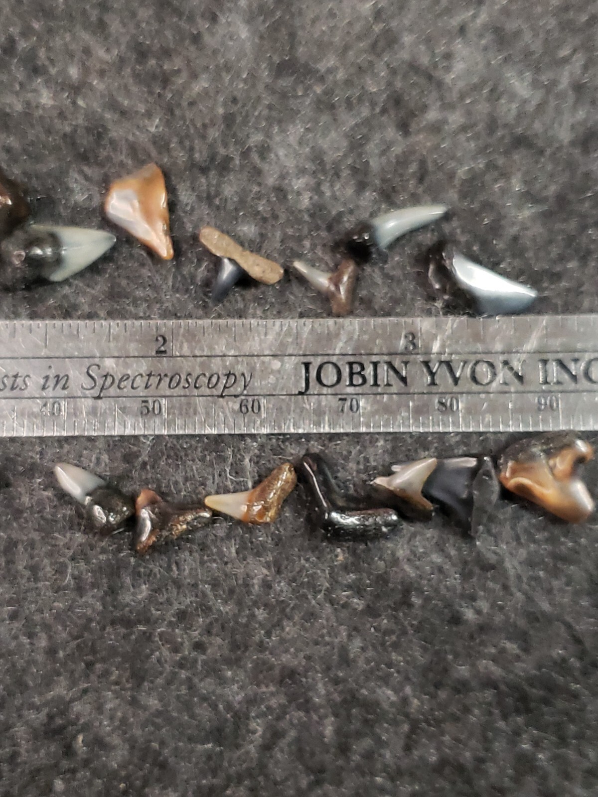 Lot of 20+ Prehistoric Fossil Shark Teeth COOL Shark Tooth Collection ...