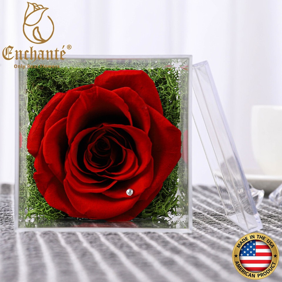 REAL Preserved Eternity Forever Rose Ring Box Proposal Valentine's Day ...