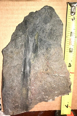 FERN PLANT STEM TREE BRANCH FOSSIL PENNSYLVANIA. | eBay