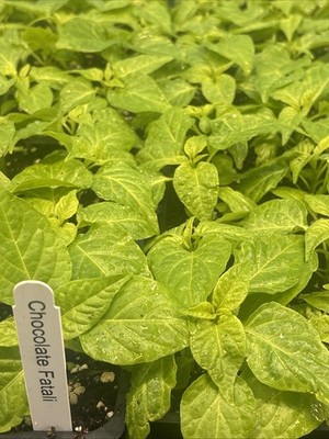 Lot of 3 (75+ DAYS OLD) CHOCOLATE FATALII Super Hot Pepper LIVE PLANTS ...