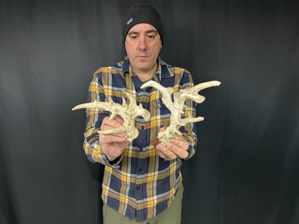 Mini Freak Set Whitetail Deer Sheds Antlers Taxidermy Jackalope Mount ...