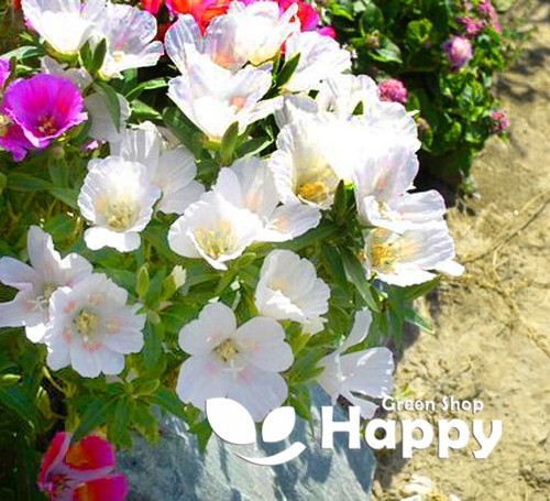 GODETIA - 1000 seeds - DUTCHESS OF ALBANY - white godetia grandiflora ...