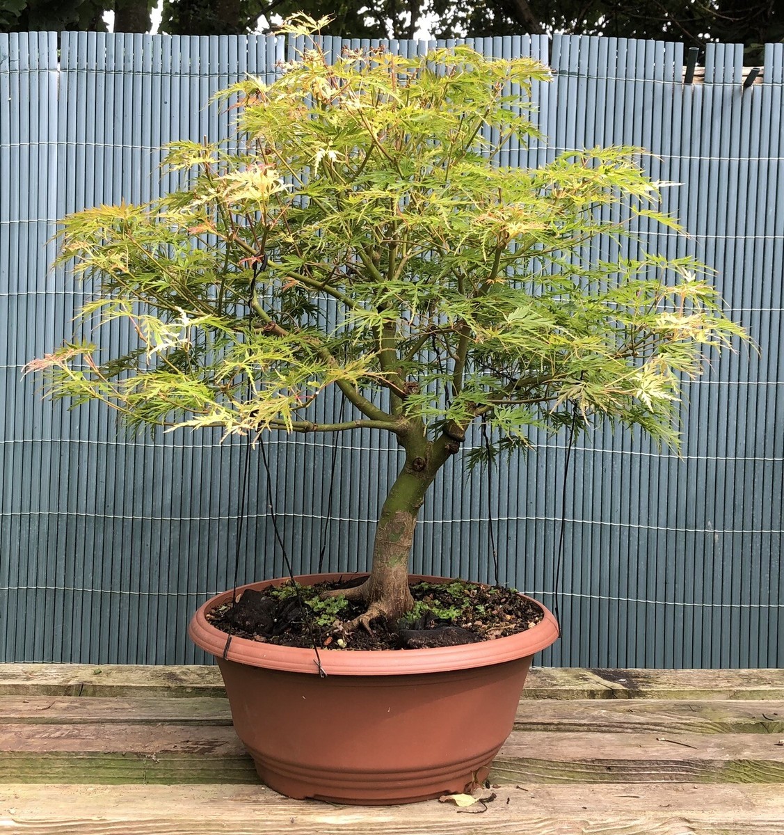 Acer Palmatum Dissectum Bonsai