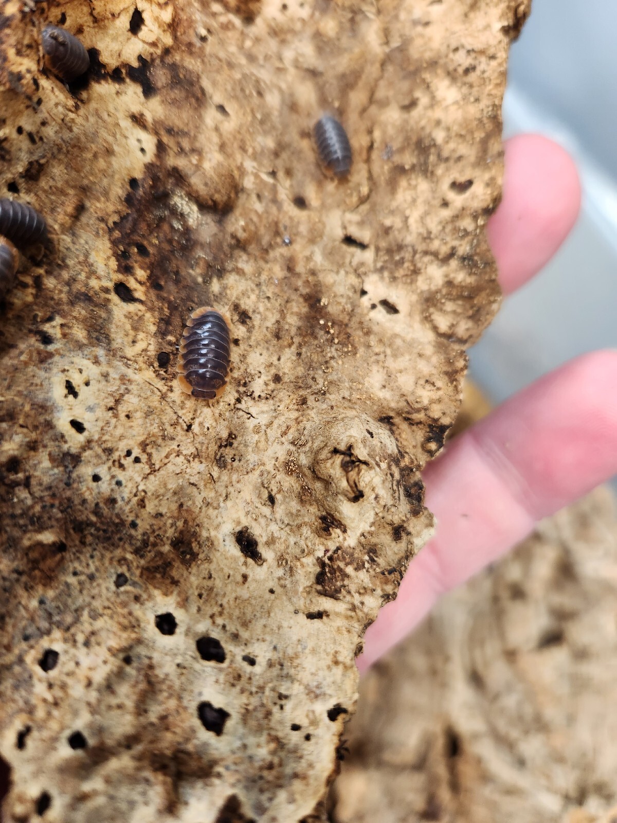 10+ Japanese red edge isopods Cubaris iriomotensis | Fabricating and ...