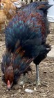 12 BYM Chicken Hatching Eggs Ameraucana Orpington Wyandotte Maran ...