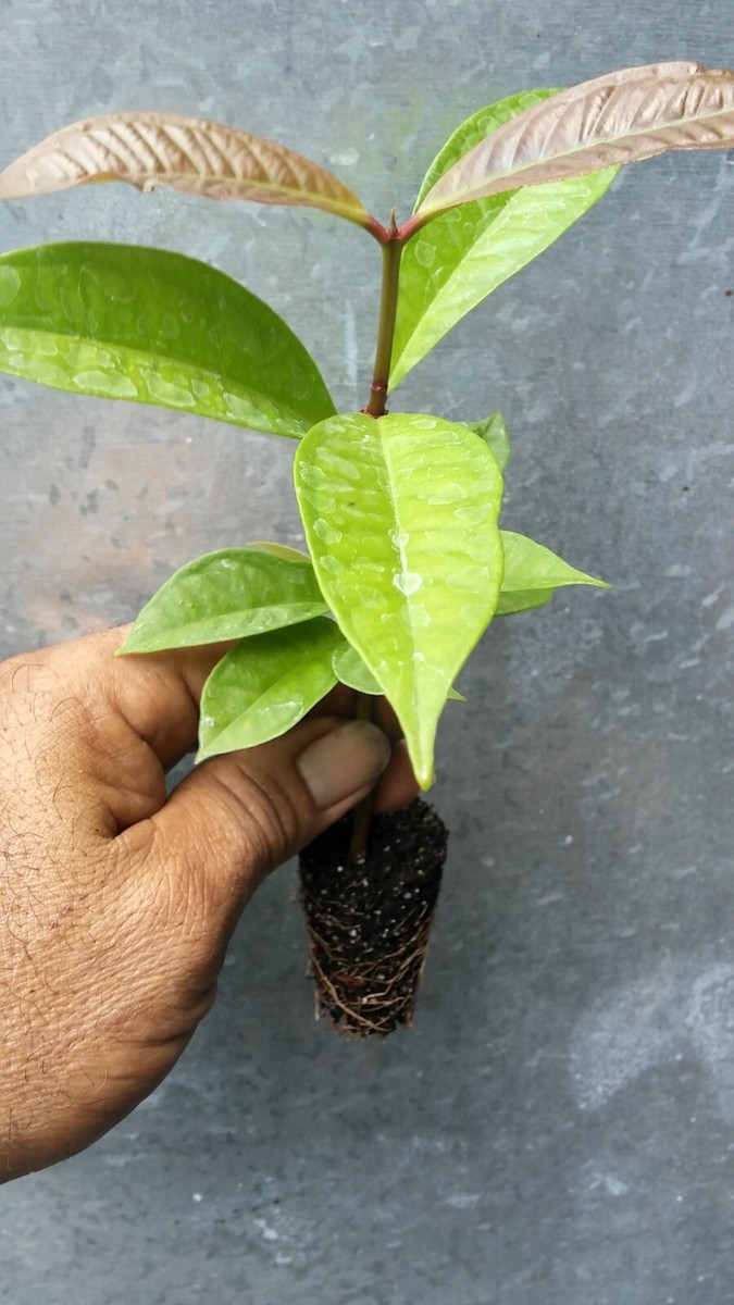 Pomarrosa In English Loquat Fruit. Nispero Fruta De Puerto Rico