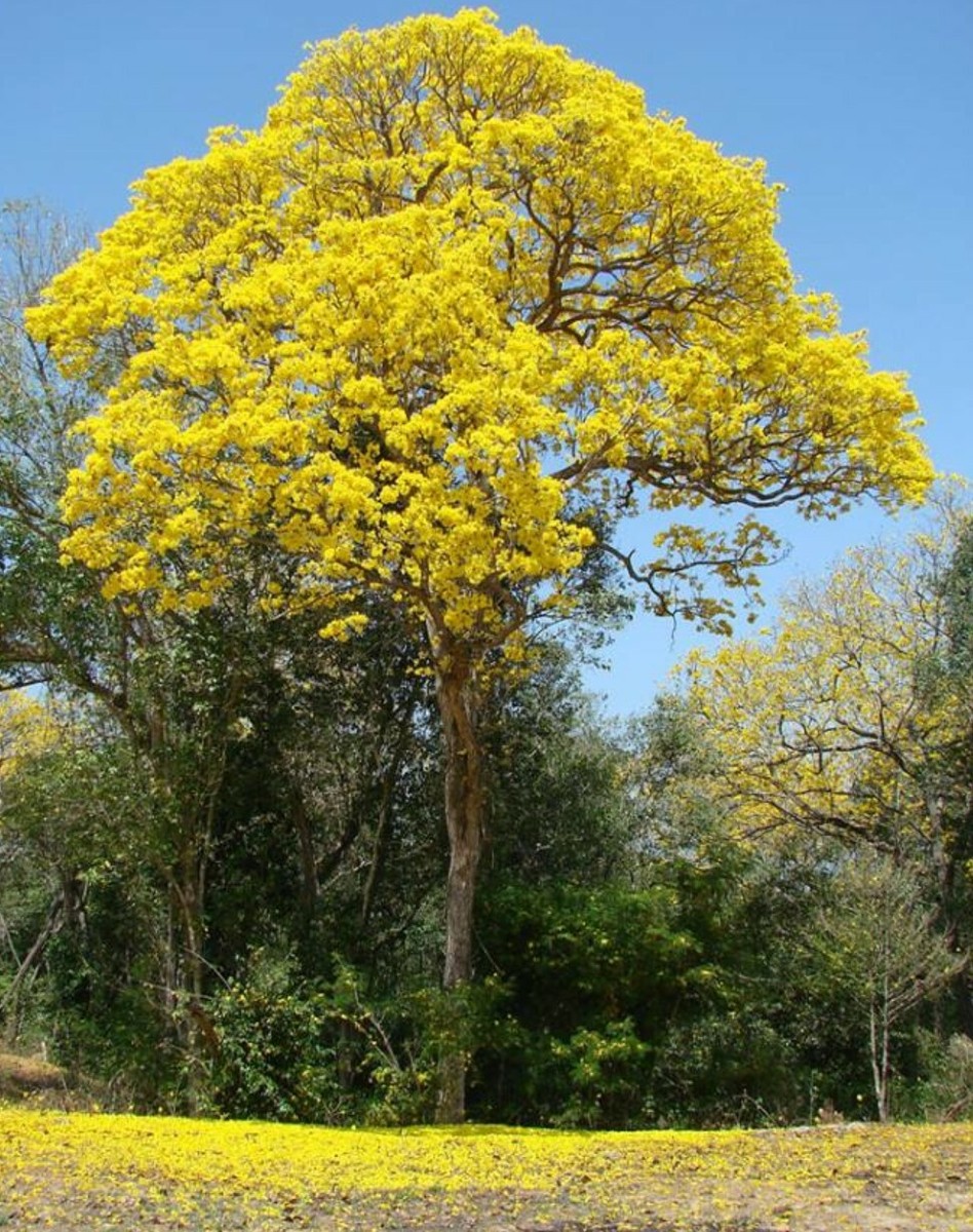 Tabebuia Tree