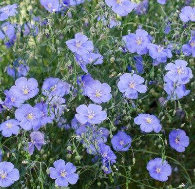 LINUM PERENNE BLUE FLAX SAPPHIRE BLUE PERENNIAL 1500 BEST FLOWER SEEDS ...