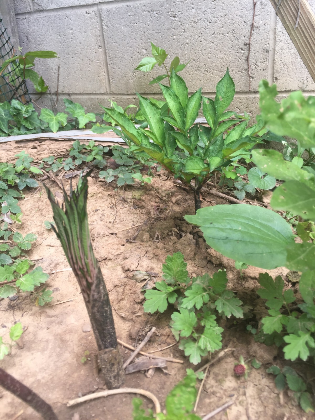Amorphophallus konjac (Voodoo lily) 2-5 bulbs ( Tubers ) | eBay