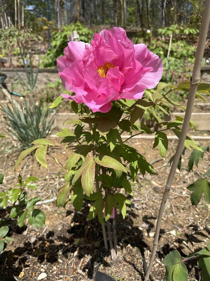 Japanese tree peony Lavender Perennial Plant Spring with 3 Bulbs | eBay