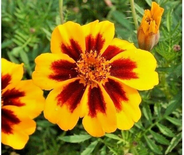 301+Naughty Marietta DWARF FRENCH MARIGOLD Flower Seeds Garden Patio ...