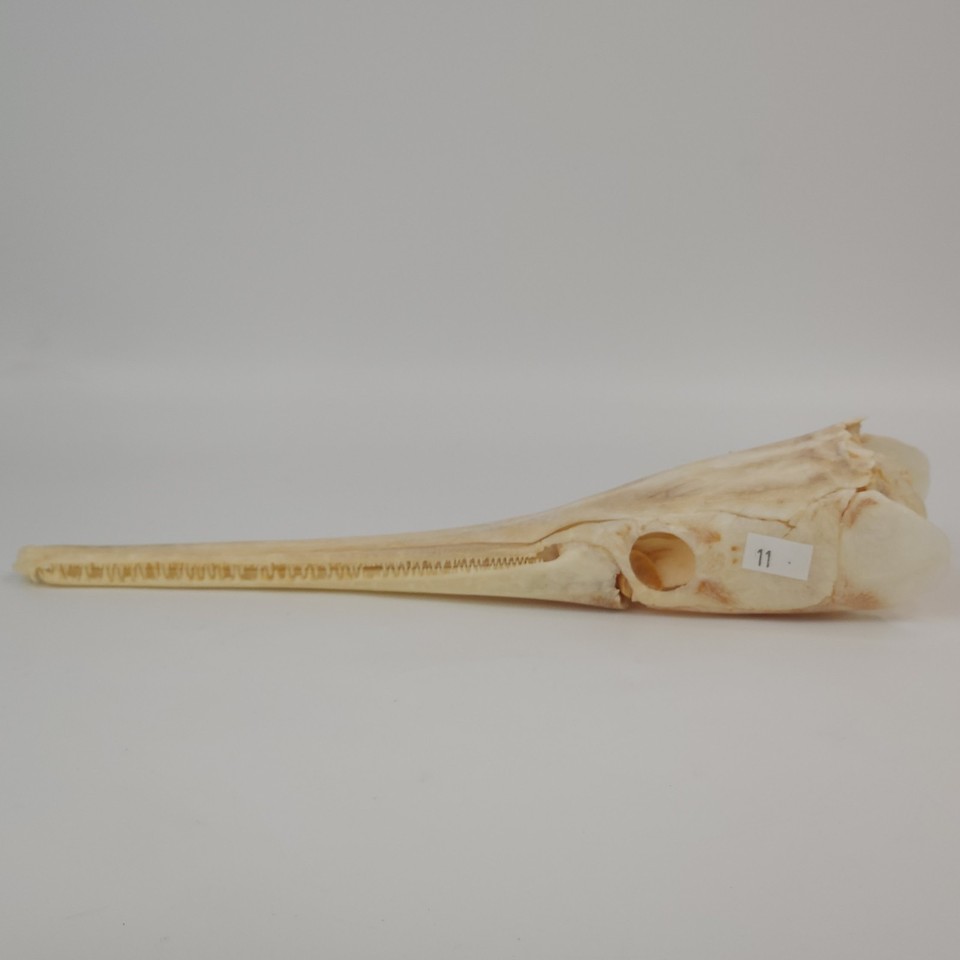 Real Longnose Gar Skull - Medium - Fish - Lepisosteus osseus - American ...