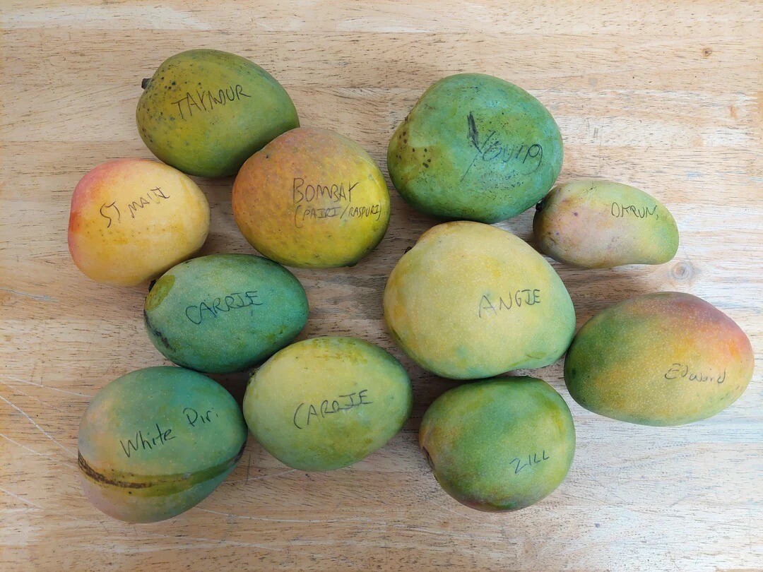 White Mango Tree 2.300 Mango Trees Stock Photos, High Res Pictures,