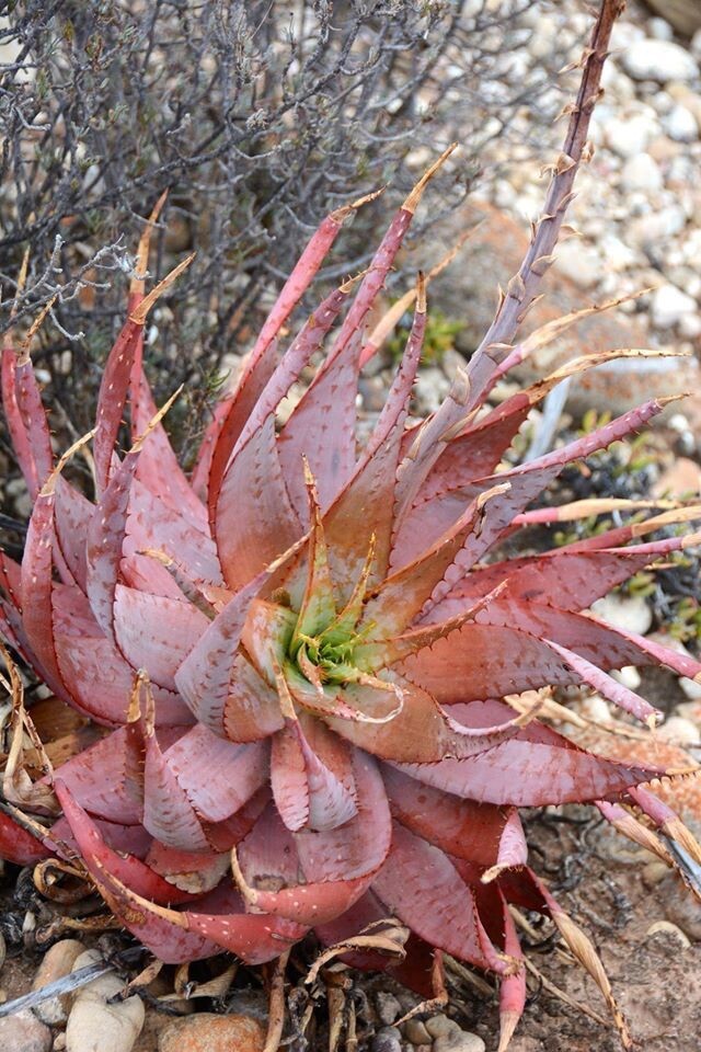 Aloe Microstigma
