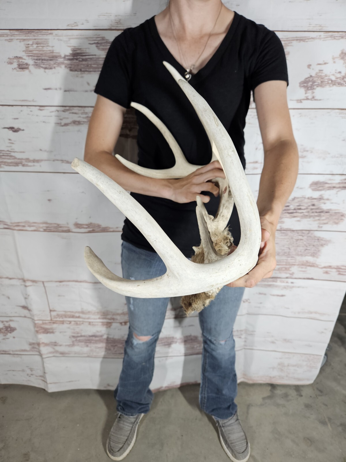 Wild 8 Point Whitetail Deer Antler Rack Horn Skull Plate Man Cave 120 ...