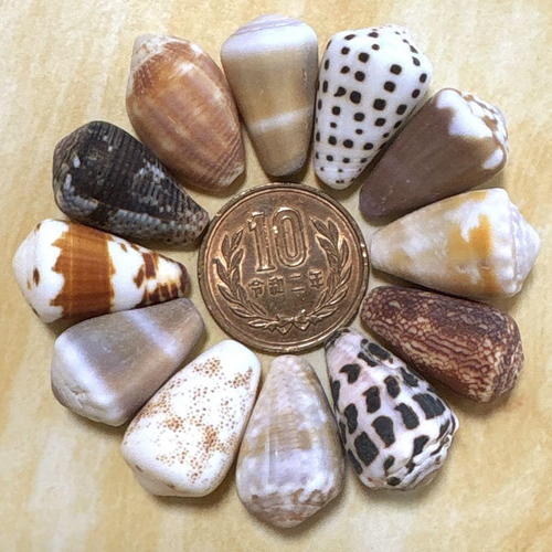 Cone shell from japan Surf-Tumble Shells of Okinawa small | eBay