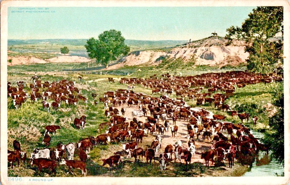 A Cattle Round Up Cowboys Old West Postcard Detroit Publishing 1900s | eBay