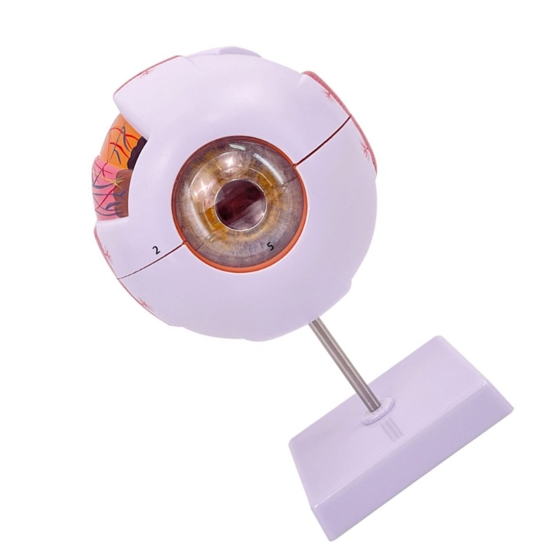 6 Times Human Eye Anatomy Model Eyeball Anatomy Model Teaching Prop for ...