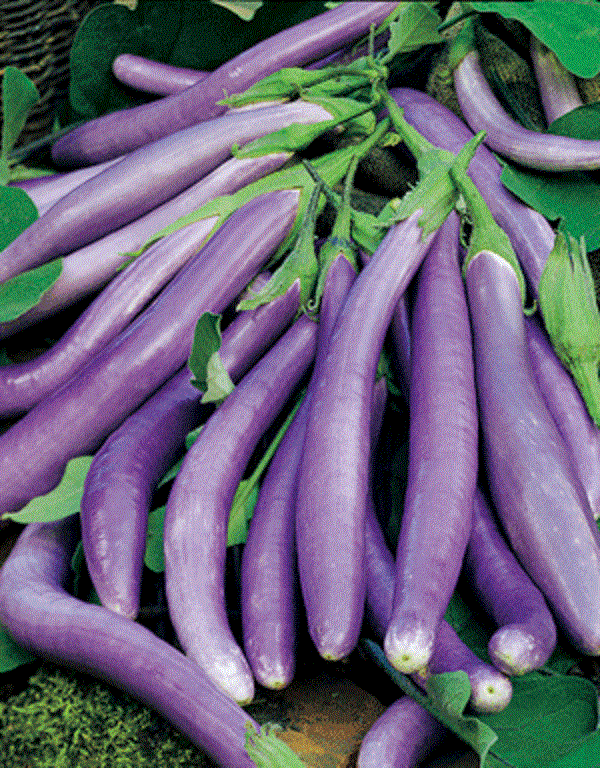 EGGPLANT Ping Tung Long Seeds Vegetable aubergine seed Egg plant Seeds ...