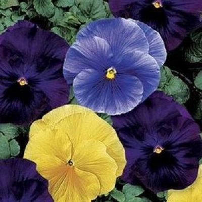 50 Pansy Seeds Delta Tricolor Mix Pansy | eBay