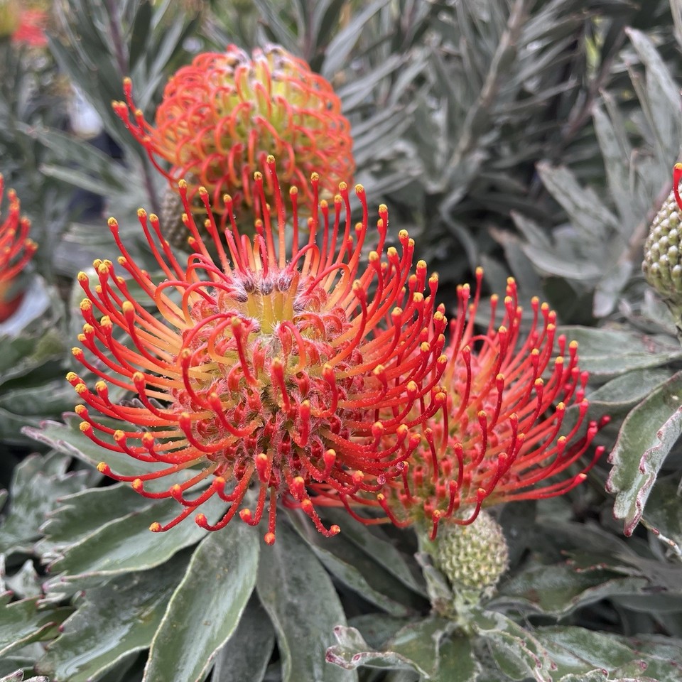 Leucospermum Ayoba Red - Pin Cushion Flower - Stunning Red flowers ...