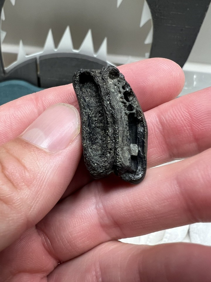 Rare Fossil Pycnodont Fish Jaw North Carolina Cretaceous Age PeeDee ...