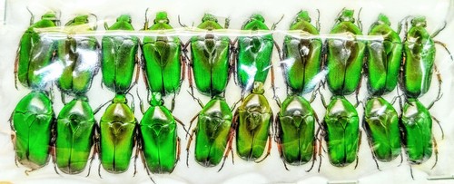 20 A-1 Heterorrhina planata Cameroon Real Flower Cetonidae Beetle | eBay