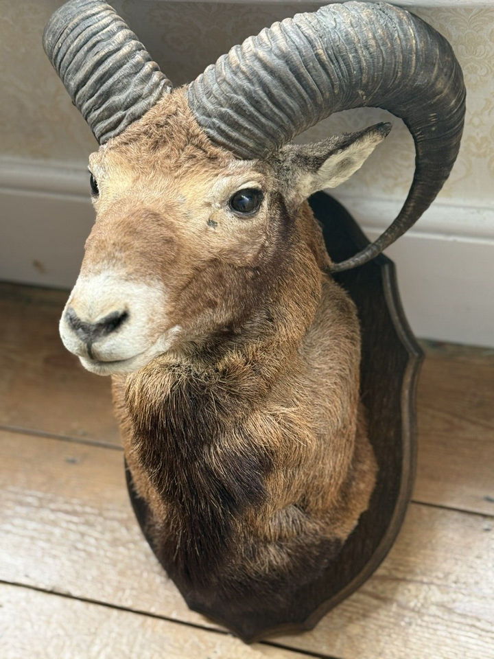 Taxidermy European Mouflon Sheep Shoulder Mount | eBay UK