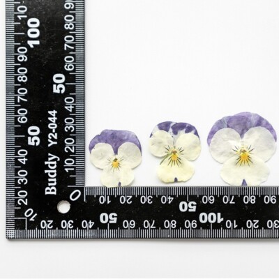 12PCS Real Pressed Dry Pansies/Violas Flower for art candle craft FSS47 ...