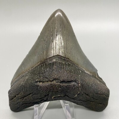 Massive/WIDE 4.01" Lower Lateral Fossil MEGALODON Shark Tooth- USA | eBay