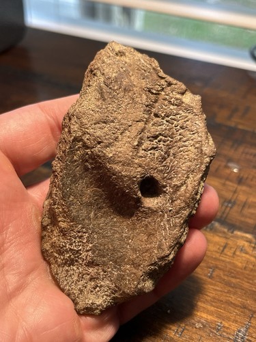 Triceratops Skull Frill Section Dinosaur Fossil Lance Formation, WY | eBay