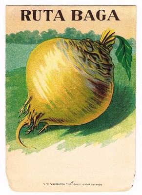 VINTAGE STOCK SEED PACKET C1915 GENERAL STORE GARDEN RUTA BAGA ...