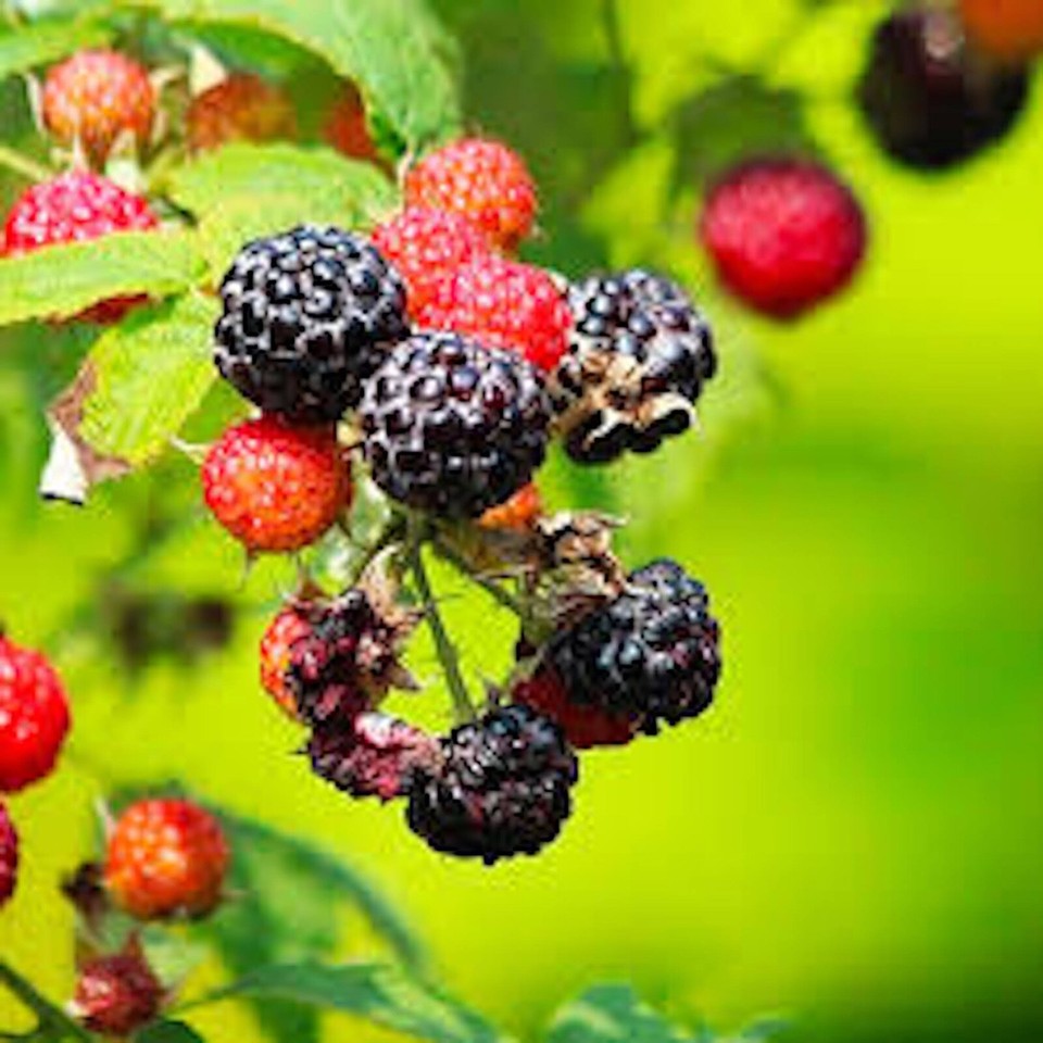1 Cumberland Black Raspberry Plants Rubus occidentalis 1-2 yr Old Fruit ...