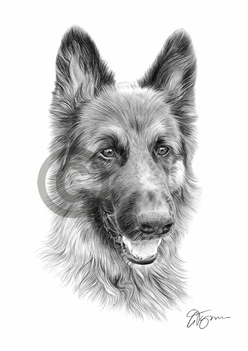How To Draw A Realistic German Shepherd
