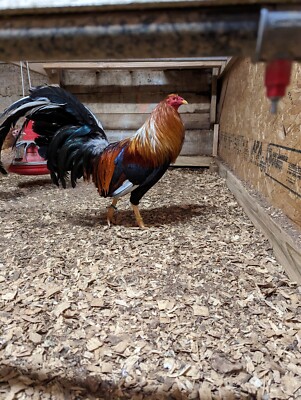 Livestock Supplies - Gamefowl