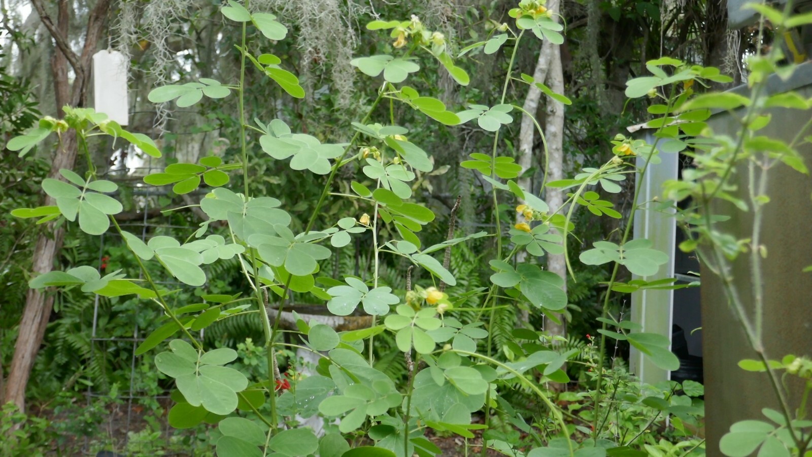 Sicklepod Seeds (Senna obtusifolia) 20 Seeds | eBay