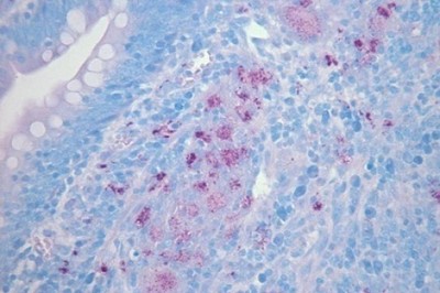 Microscope Slide Stains: 2 x 100ml kit Eosin & Methylene Blue | eBay UK