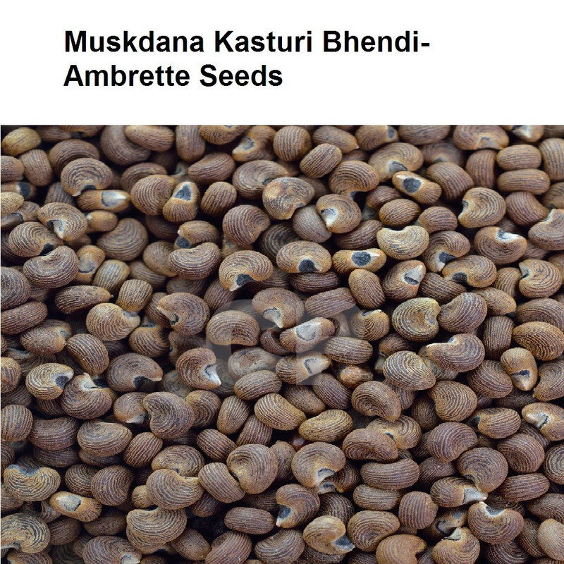 Ambrette Seed Abelmoschus Moschatus Latakasturi Bhendi Seeds 250gm (8.8 ...