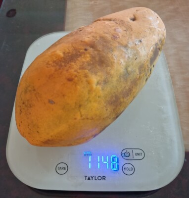 Organic Papaya Red Lady Fruit Plant Seed Non GMO - 20 Seeds | eBay