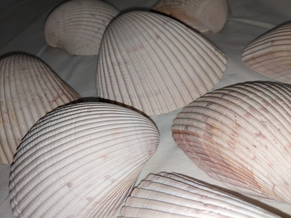 Light Pink Noble Pectin Scallop Shells - 8 Shells | eBay