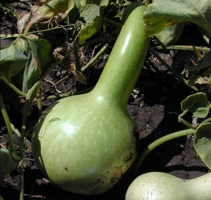 *ORGANICALLY GROWN HEIRLOOM LONG HANDLE DIPPER GOURDS 20 + SEEDS ...