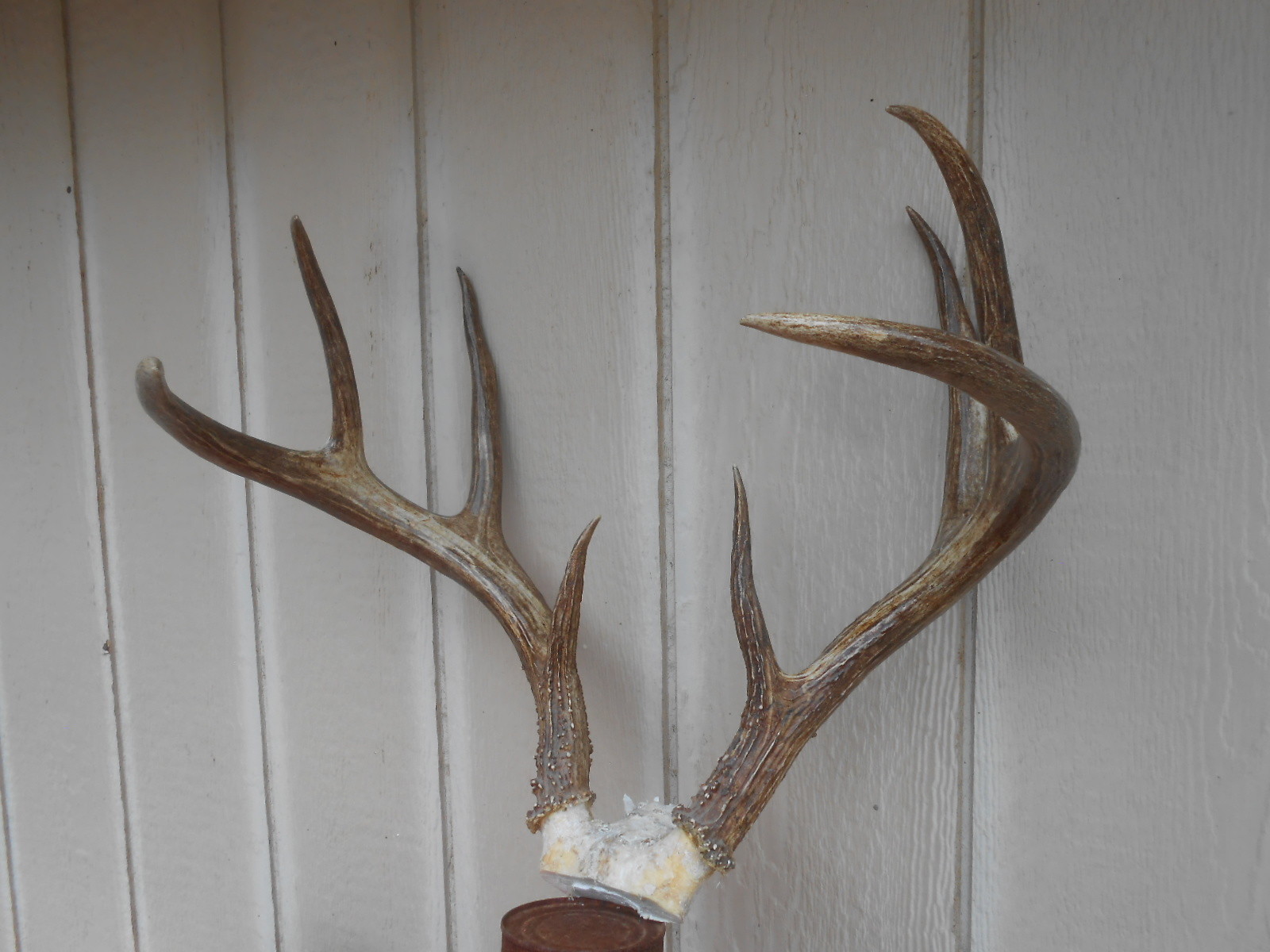 4x4 WHITETAIL DEER RACK 135 0/8 B&C Antlers mule mount taxidermy elk ...
