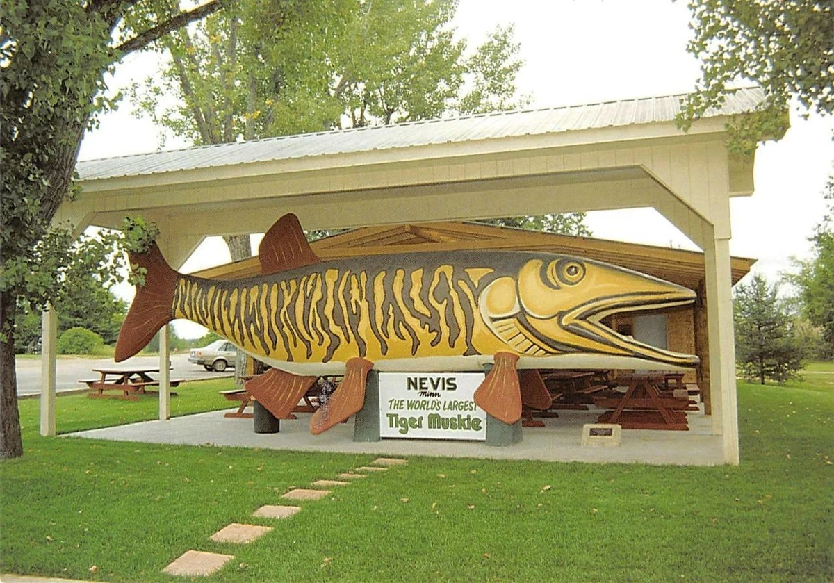 Giant Tiger Muskie