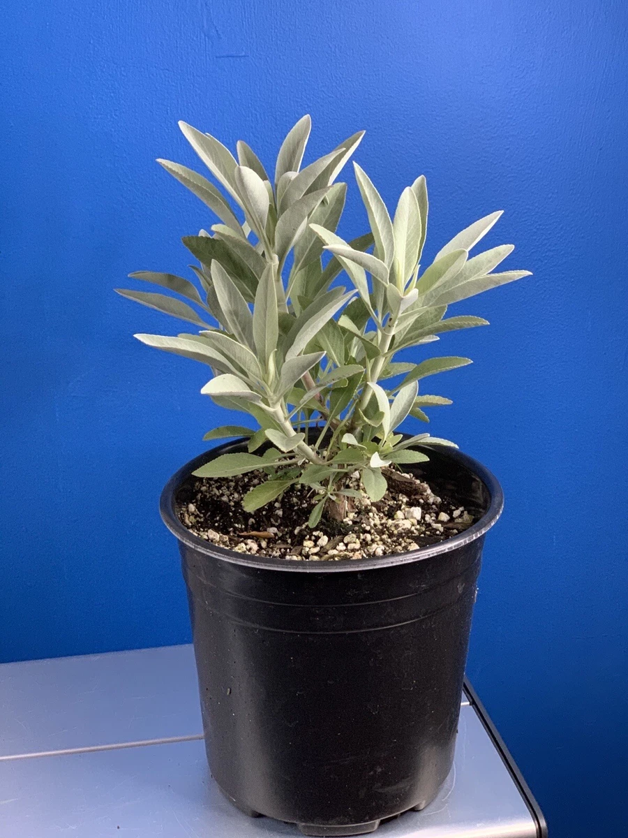 Potted Sage